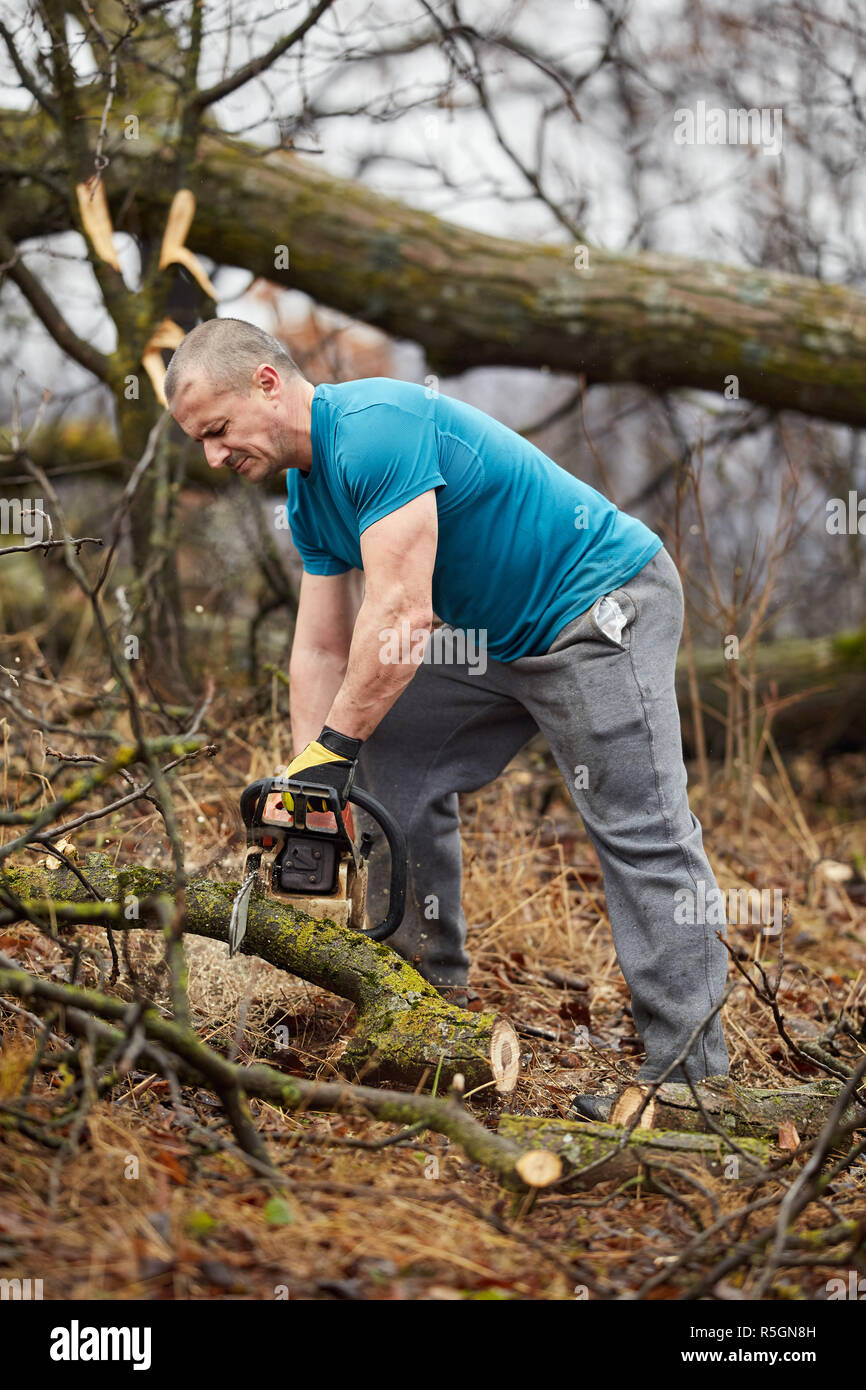 Busy lumberjack working on a big tree with chainsaw Stock Photo - Alamy
