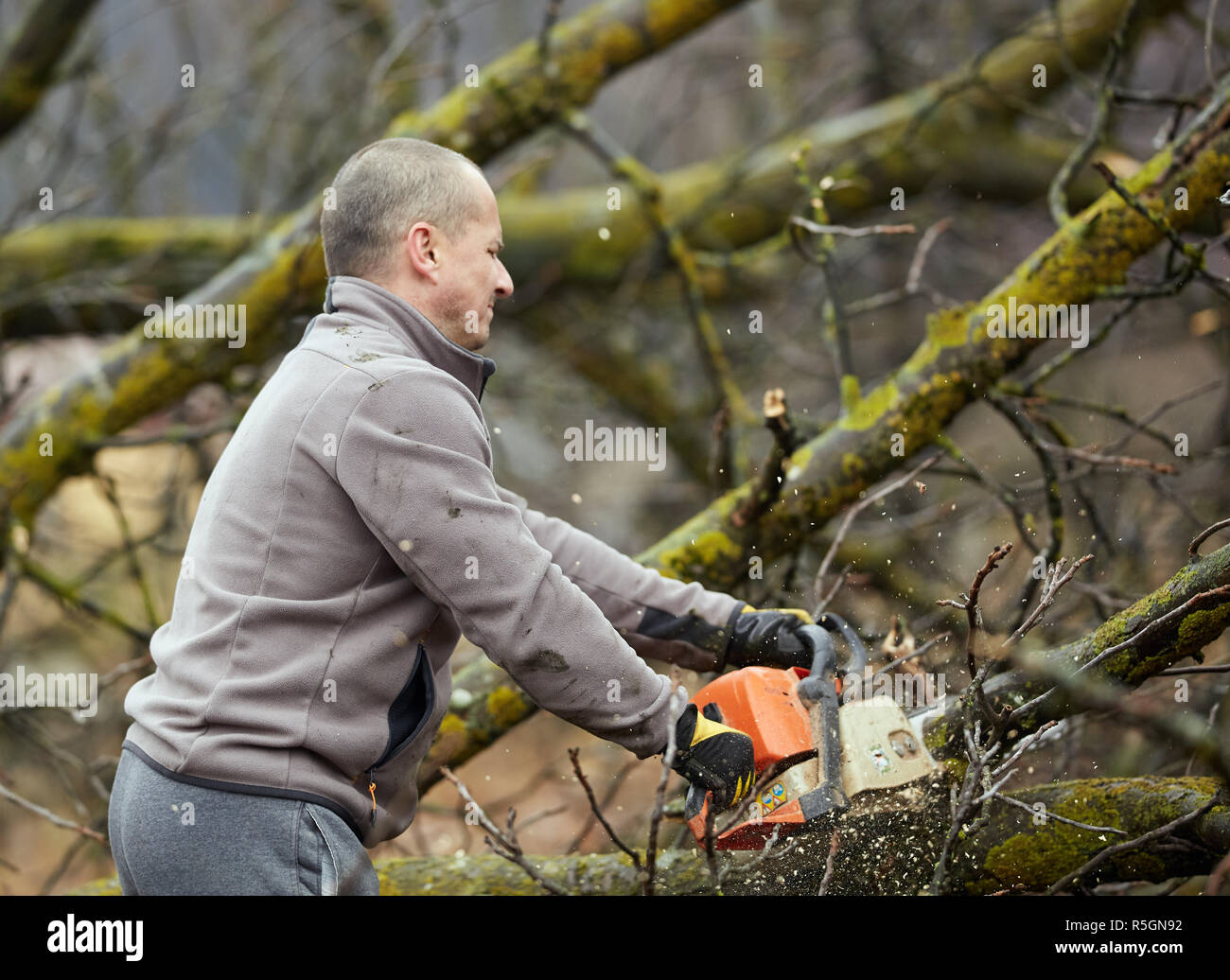 Busy lumberjack working on a big tree with chainsaw Stock Photo - Alamy