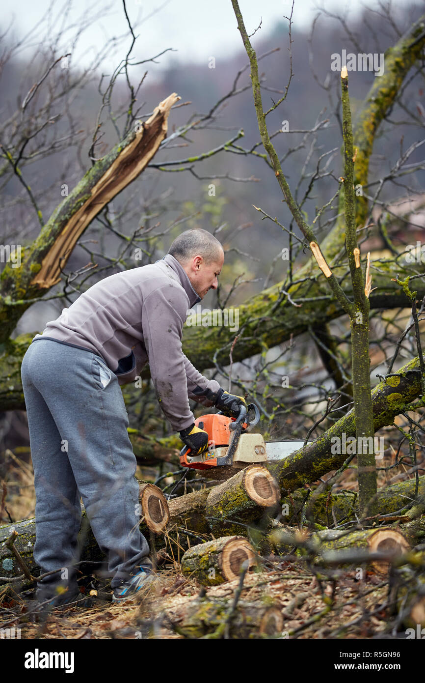 Busy lumberjack working on a big tree with chainsaw Stock Photo - Alamy