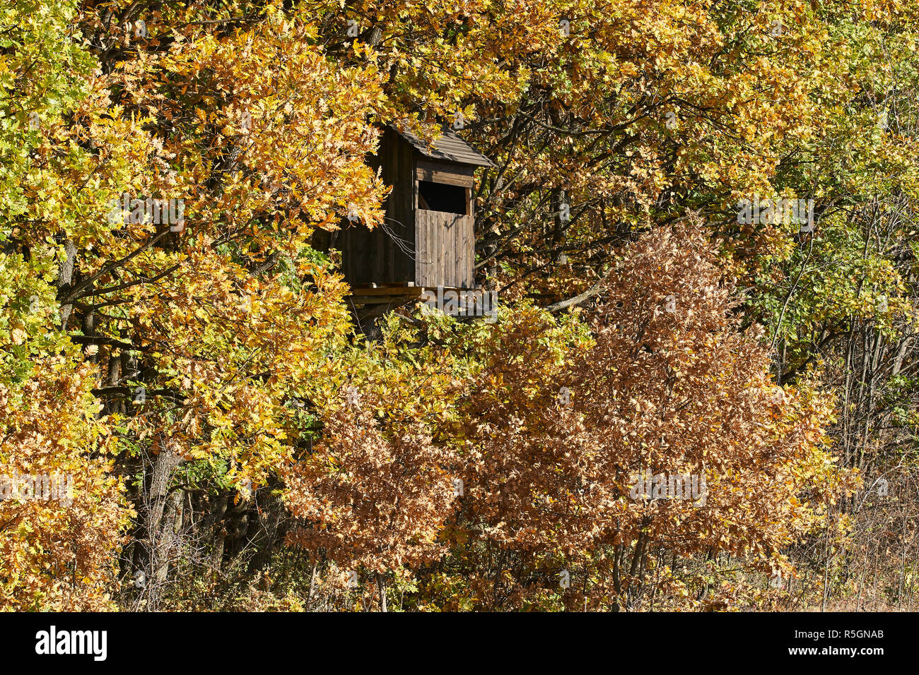 Hunting shelter in the forest also used as observatory Stock Photo - Alamy