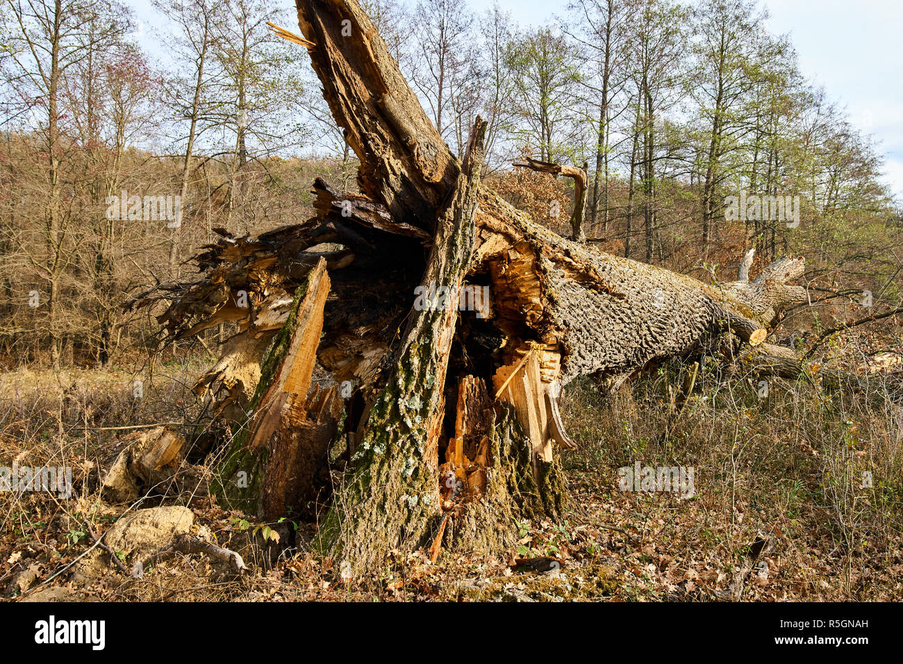 Broken down oak tree after the storm Stock Photo - Alamy