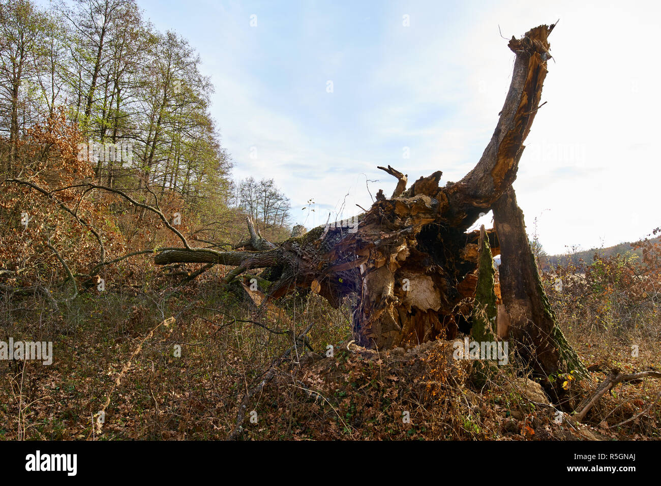 Broken down oak tree after the storm Stock Photo - Alamy