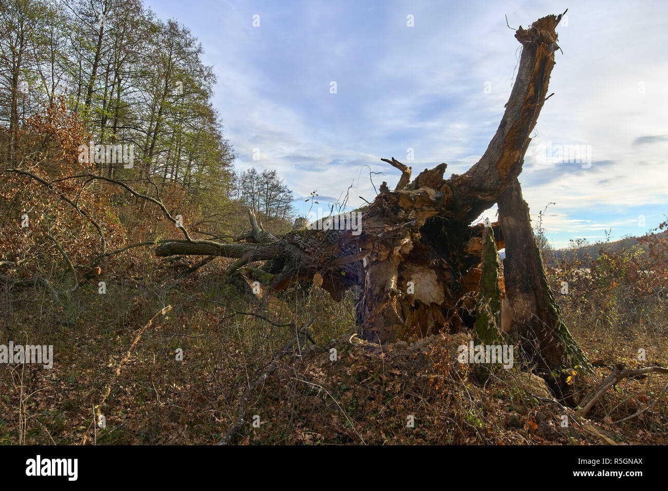 Broken down oak tree after the storm Stock Photo - Alamy