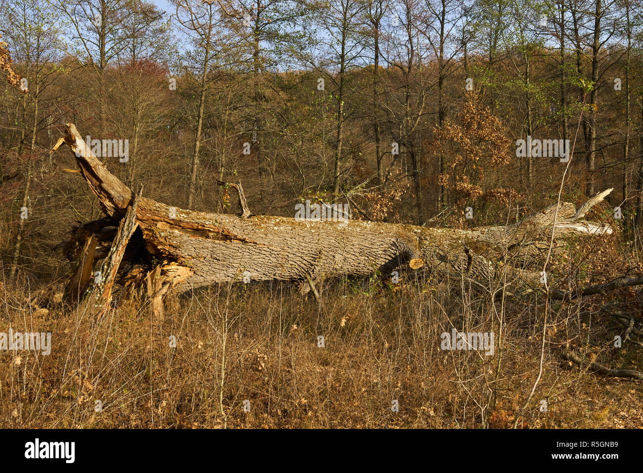 Broken down oak tree after the storm Stock Photo - Alamy