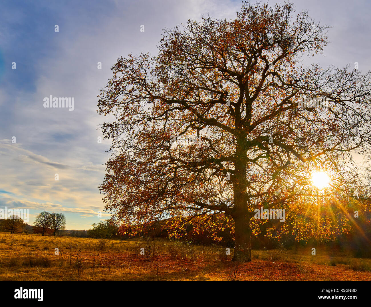 Very big oak tree at sunset on a plain in front of the forest Stock ...
