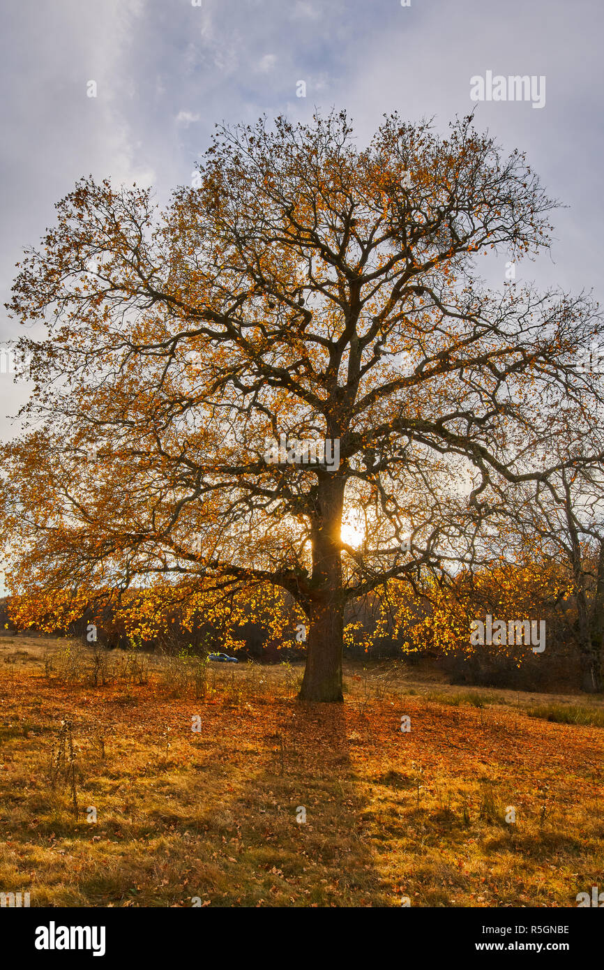 Very big oak tree at sunset on a plain in front of the forest Stock ...