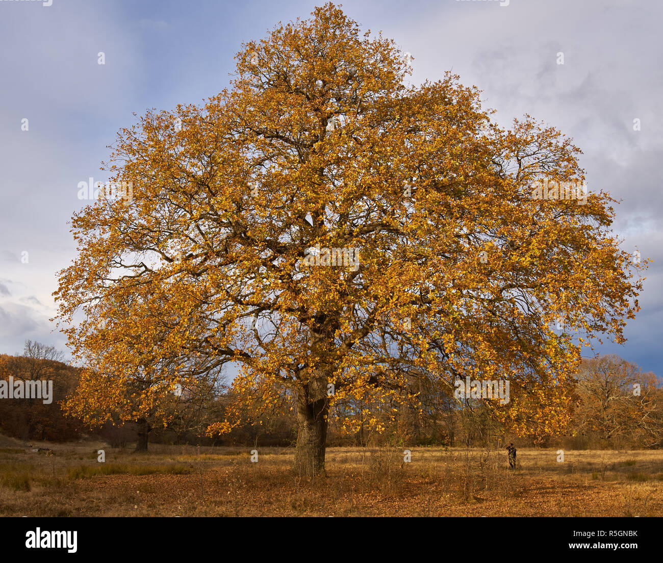 Very big oak tree at sunset on a plain in front of the forest Stock ...