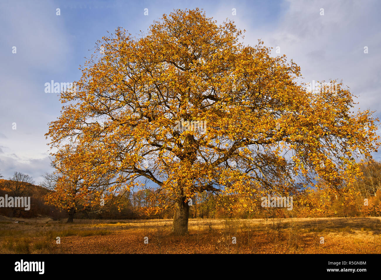 Big oak tree in front hi-res stock photography and images - Alamy