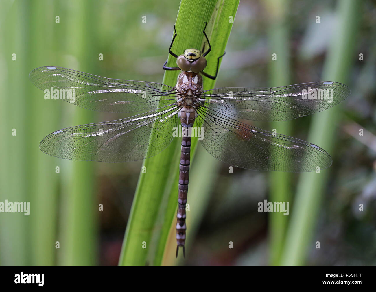Blue hatched hi-res stock photography and images - Alamy