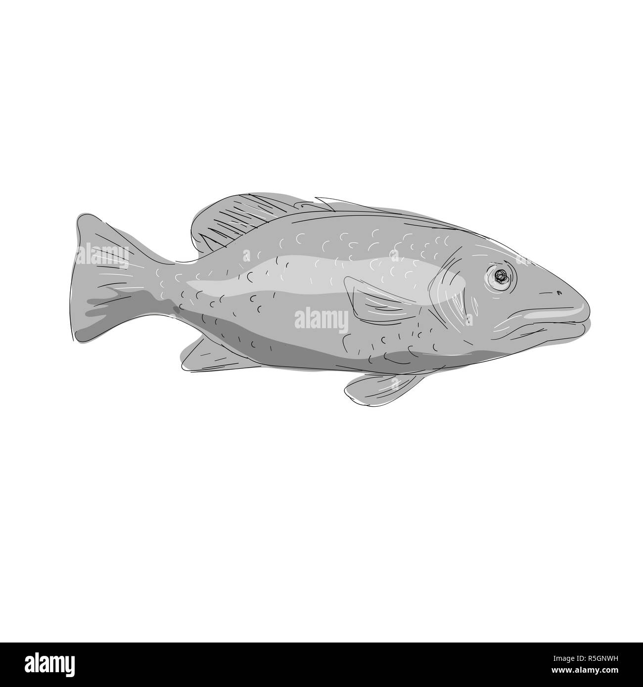 Schoolmaster Snapper Fish Drawing Stock Photo - Alamy