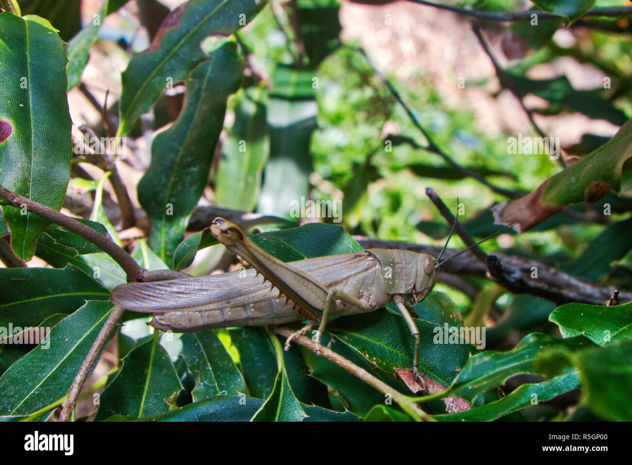 Edible Chocolate Covered Grasshoppers