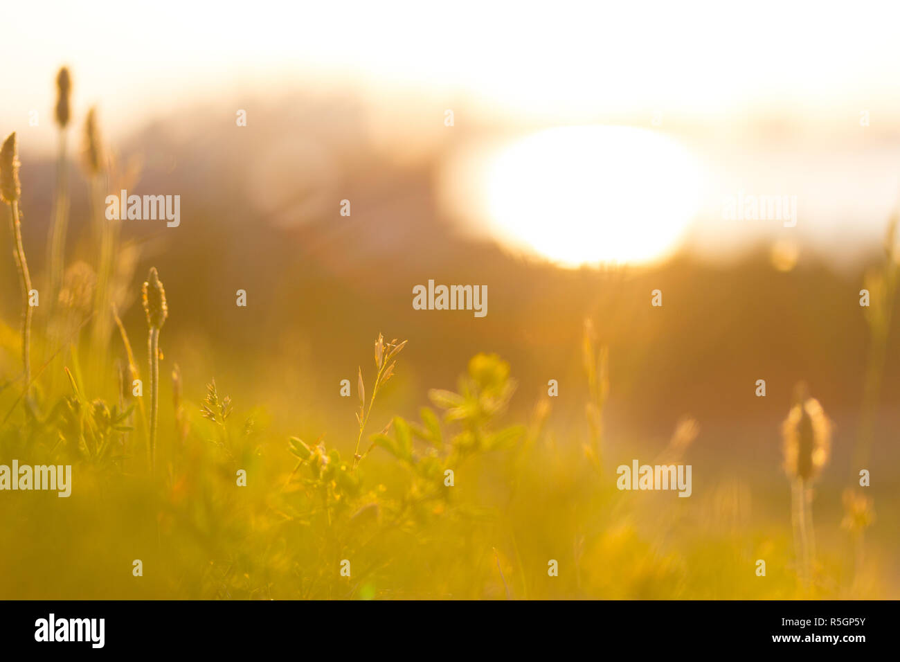 fresh plants in spring. young plants and flowers Stock Photo - Alamy