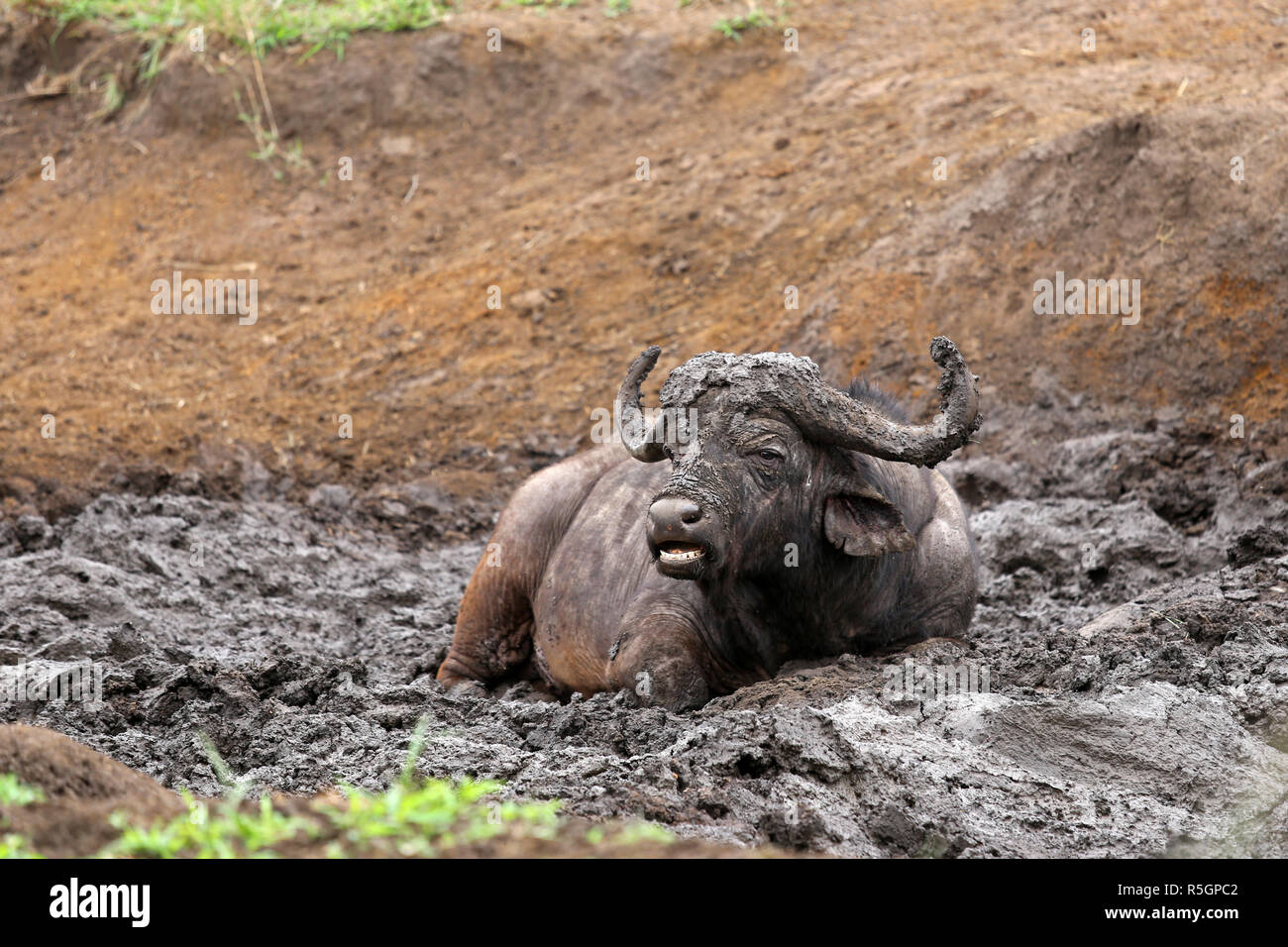 Buffalo mud bath south hi-res stock photography and images - Alamy
