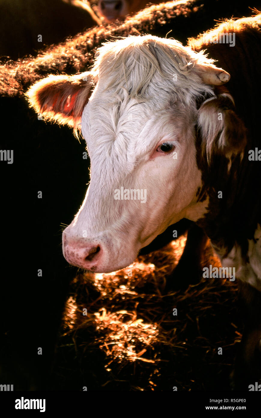 Bullock head hi-res stock photography and images - Alamy