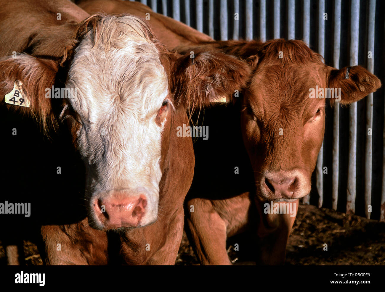 Two bullocks Beef cattle Stock Photo - Alamy