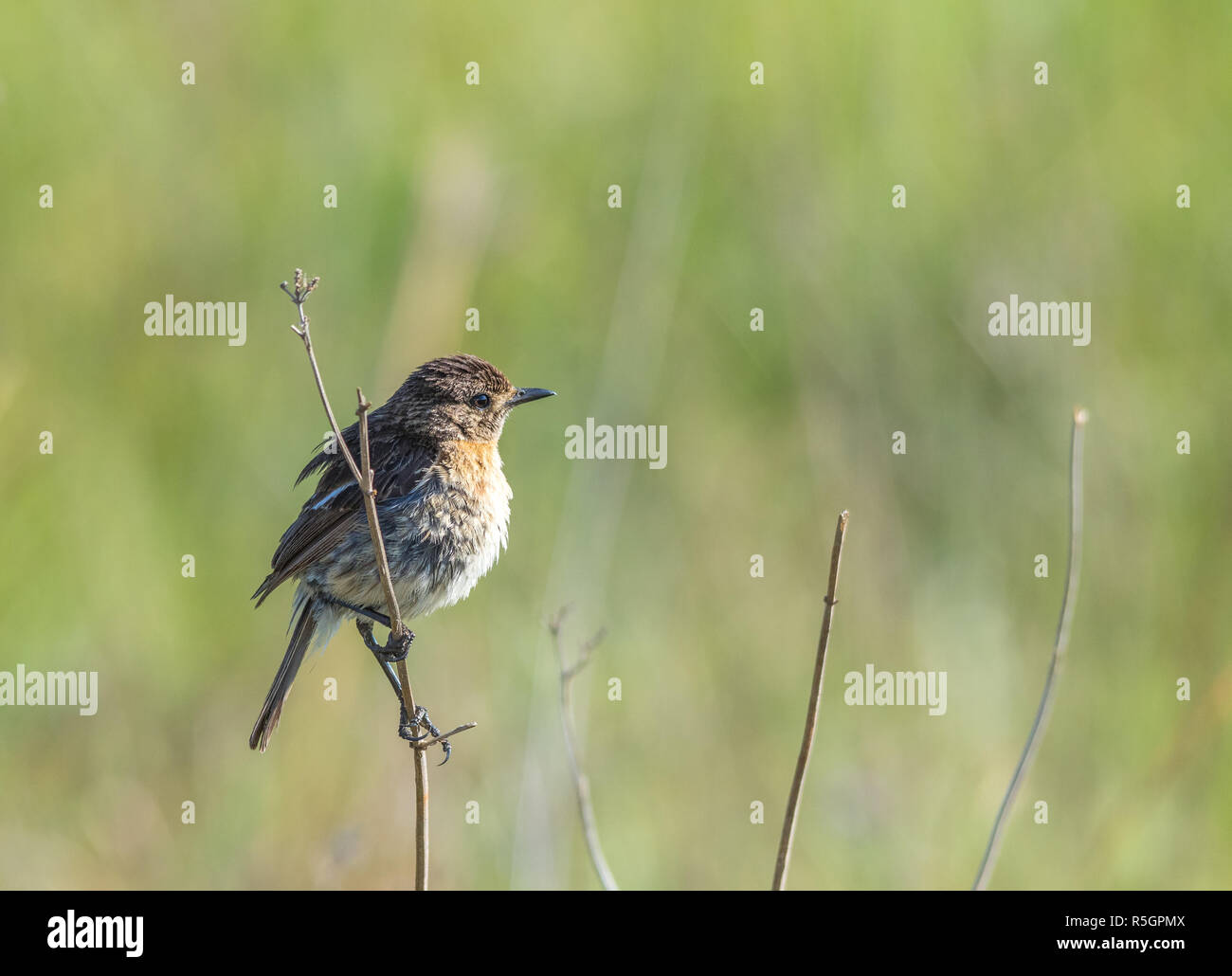 Female african stonechat hi-res stock photography and images - Alamy
