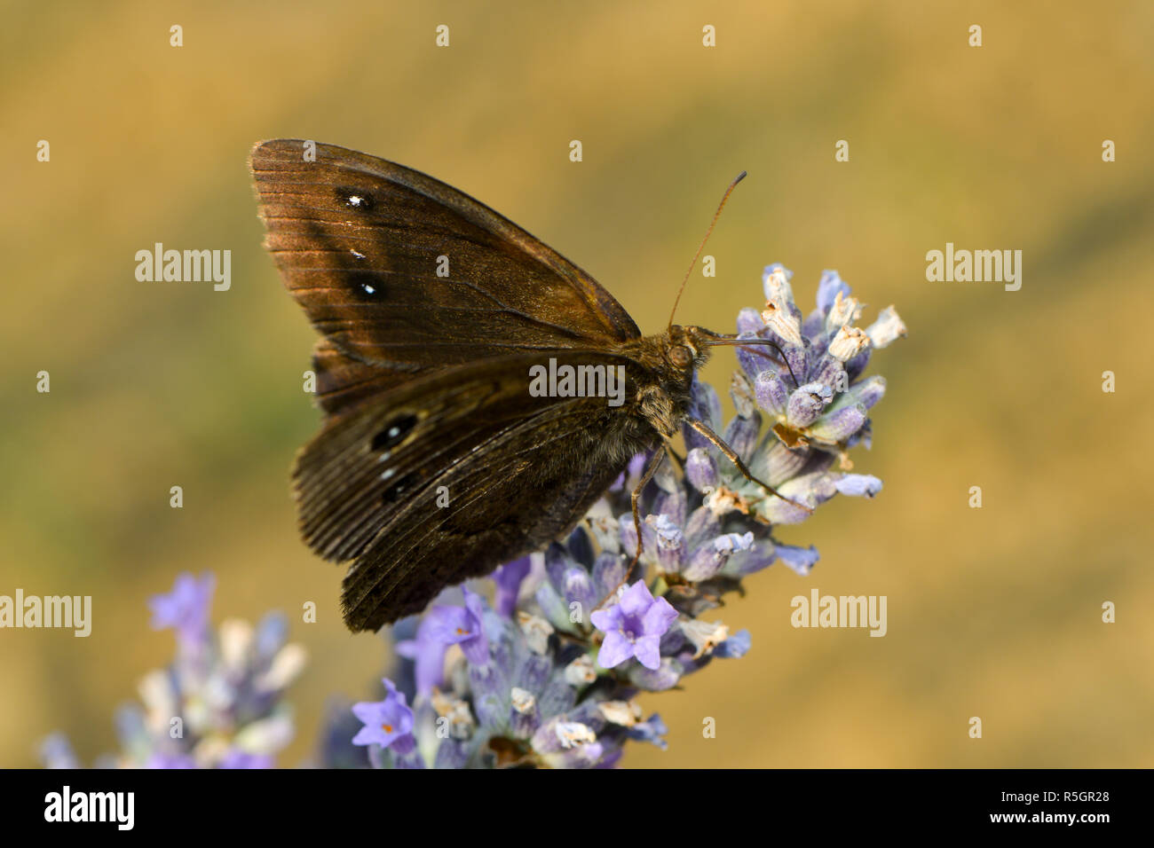 blue eyed forest porter on a lavender blossom Stock Photo - Alamy