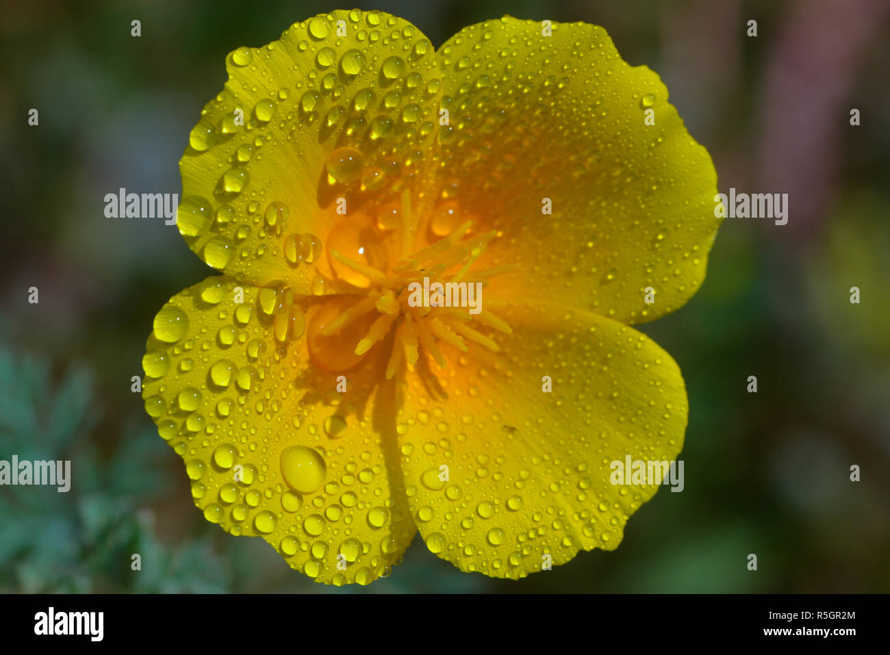 gold poppy in the rain Stock Photo - Alamy