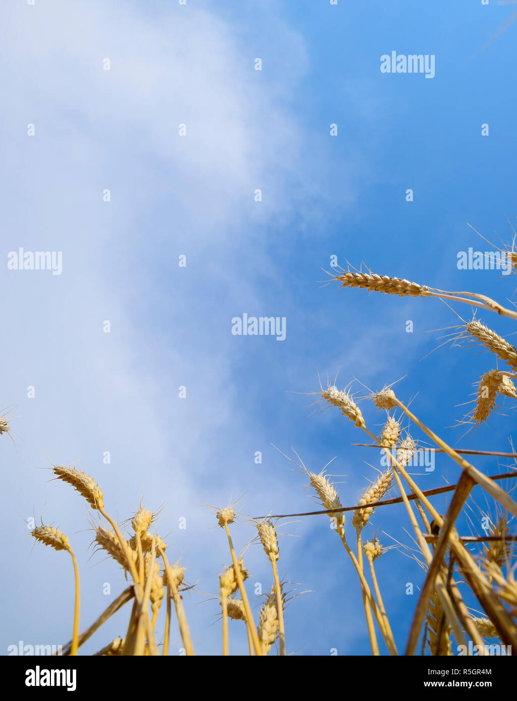 Spikes wheat against background hi-res stock photography and images - Alamy