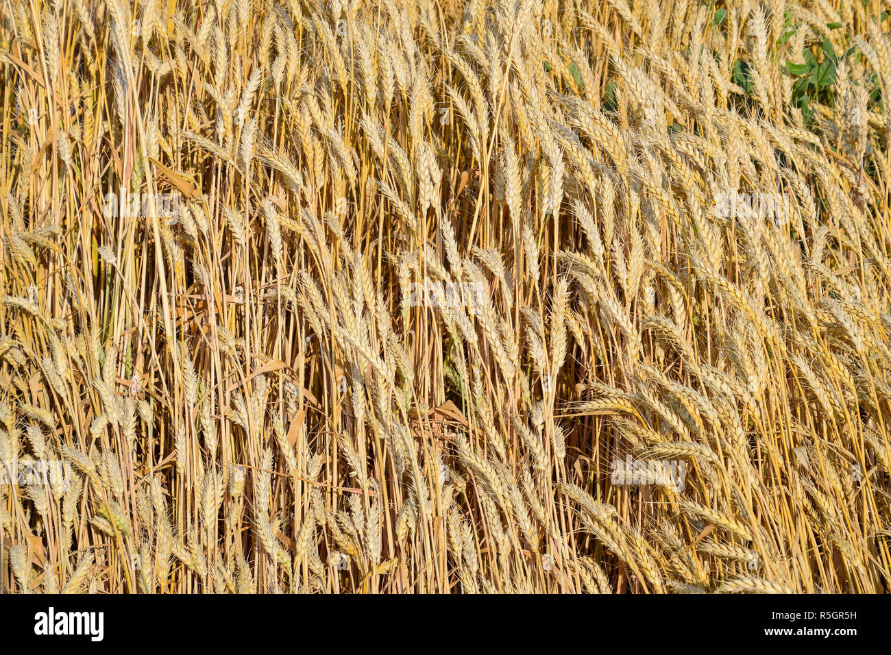 Mature wheat on the field. Spikelets of wheat. Harvest of grain Stock ...