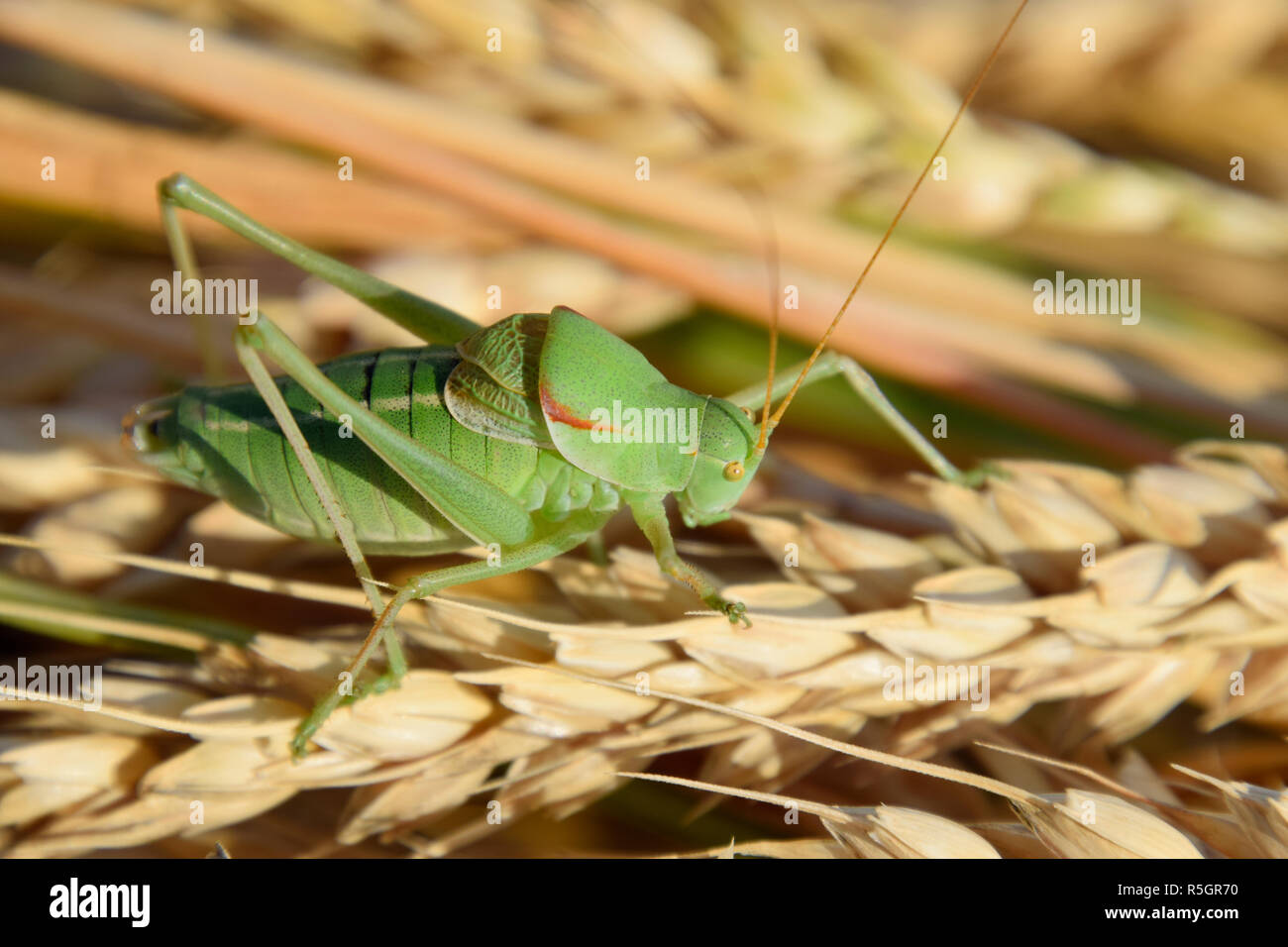 Isophya. Grasshopper is an isophy on a wheat spikelet Stock Photo - Alamy