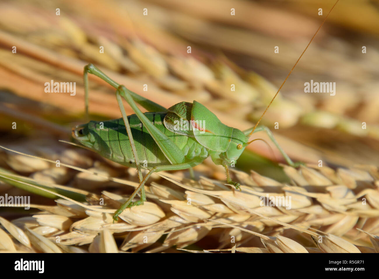 Isophya. Grasshopper is an isophy on a wheat spikelet Stock Photo - Alamy