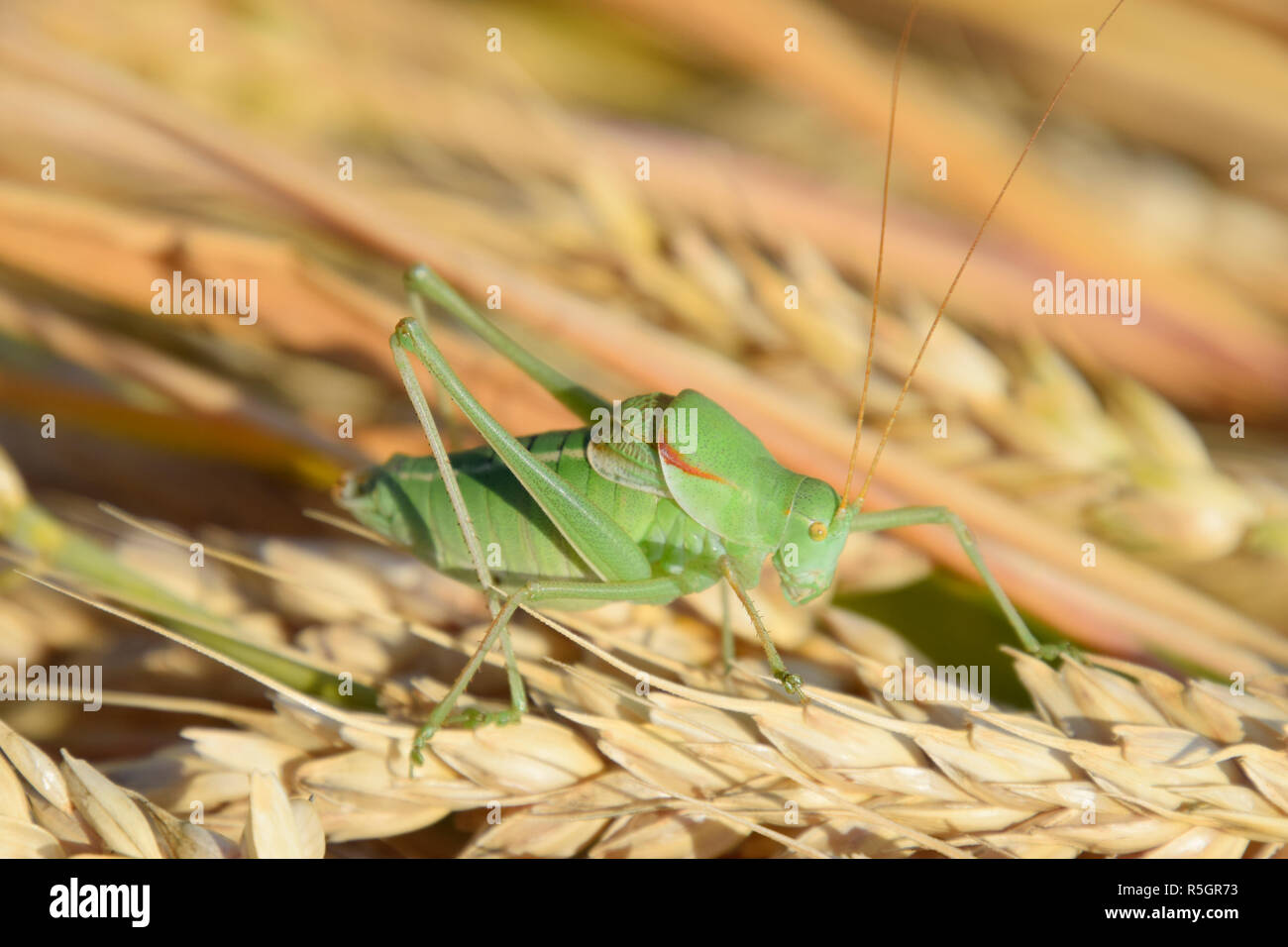 Isophya. Grasshopper is an isophy on a wheat spikelet Stock Photo - Alamy