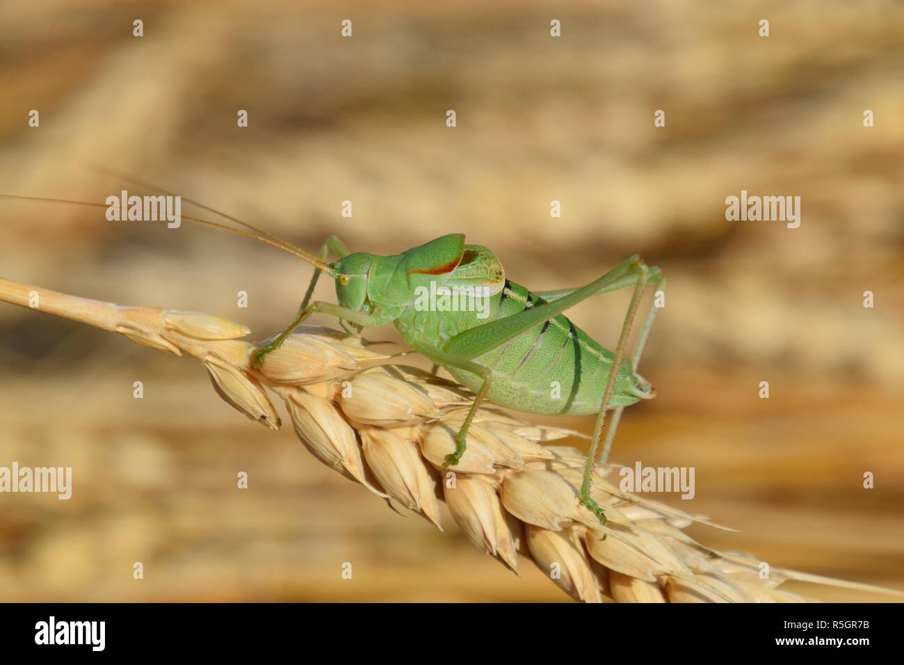 Isophya. Grasshopper is an isophy on a wheat spikelet Stock Photo - Alamy