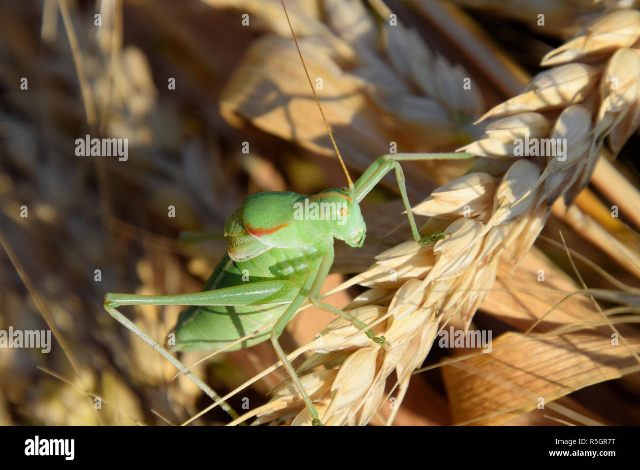 Isophya. Grasshopper is an isophy on a wheat spikelet Stock Photo - Alamy