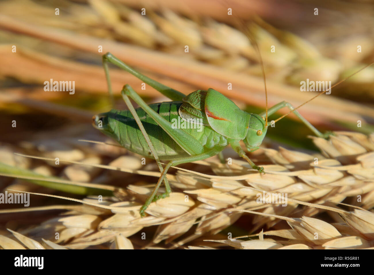 Isophya. Grasshopper is an isophy on a wheat spikelet Stock Photo - Alamy