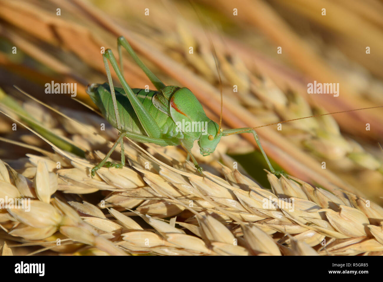 Isophya. Grasshopper is an isophy on a wheat spikelet Stock Photo - Alamy