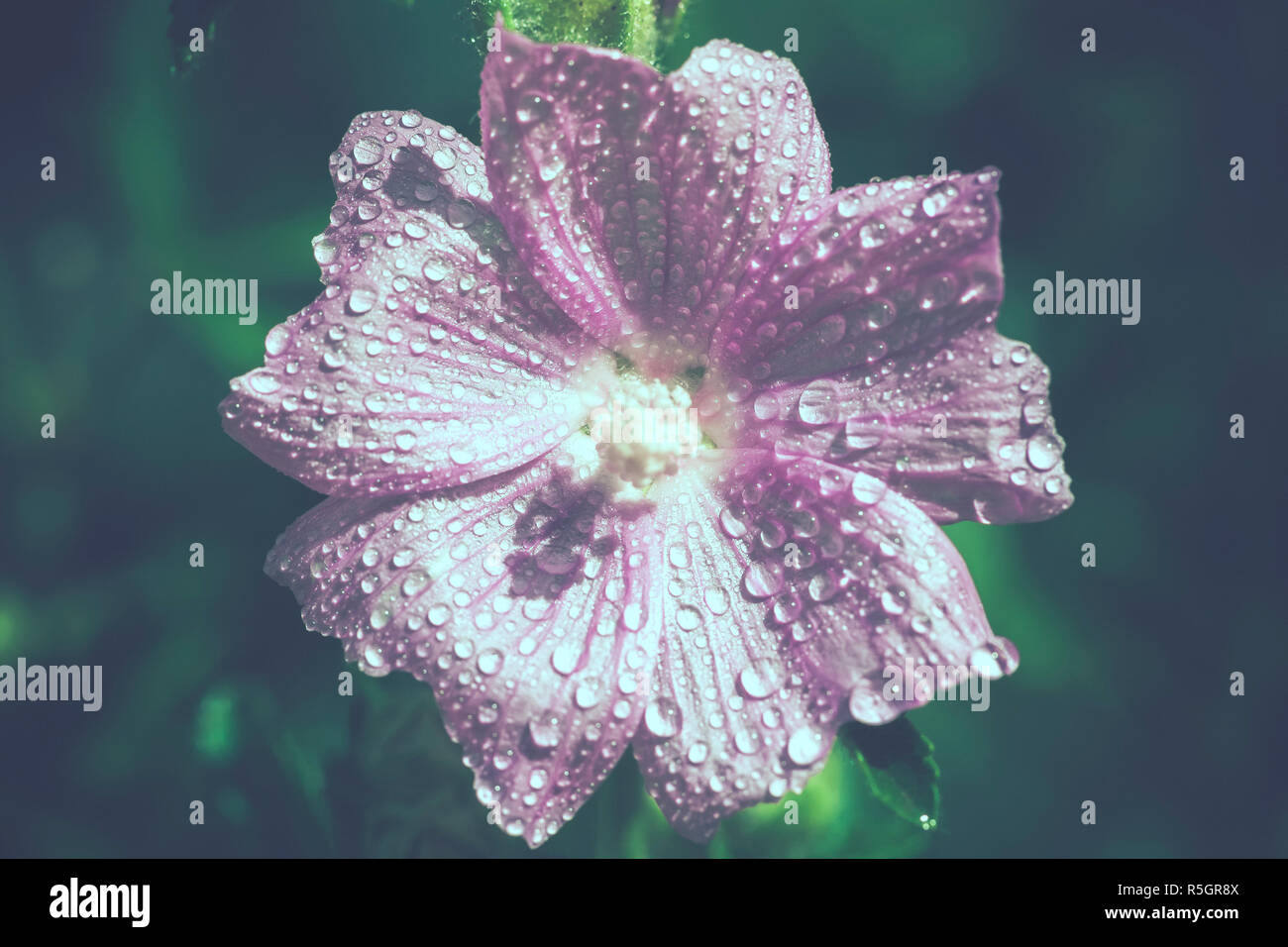 Flourishing wild species hi-res stock photography and images - Alamy