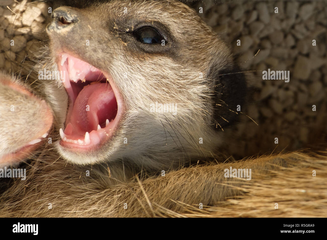 head meerkat with teeth and teeth Stock Photo - Alamy