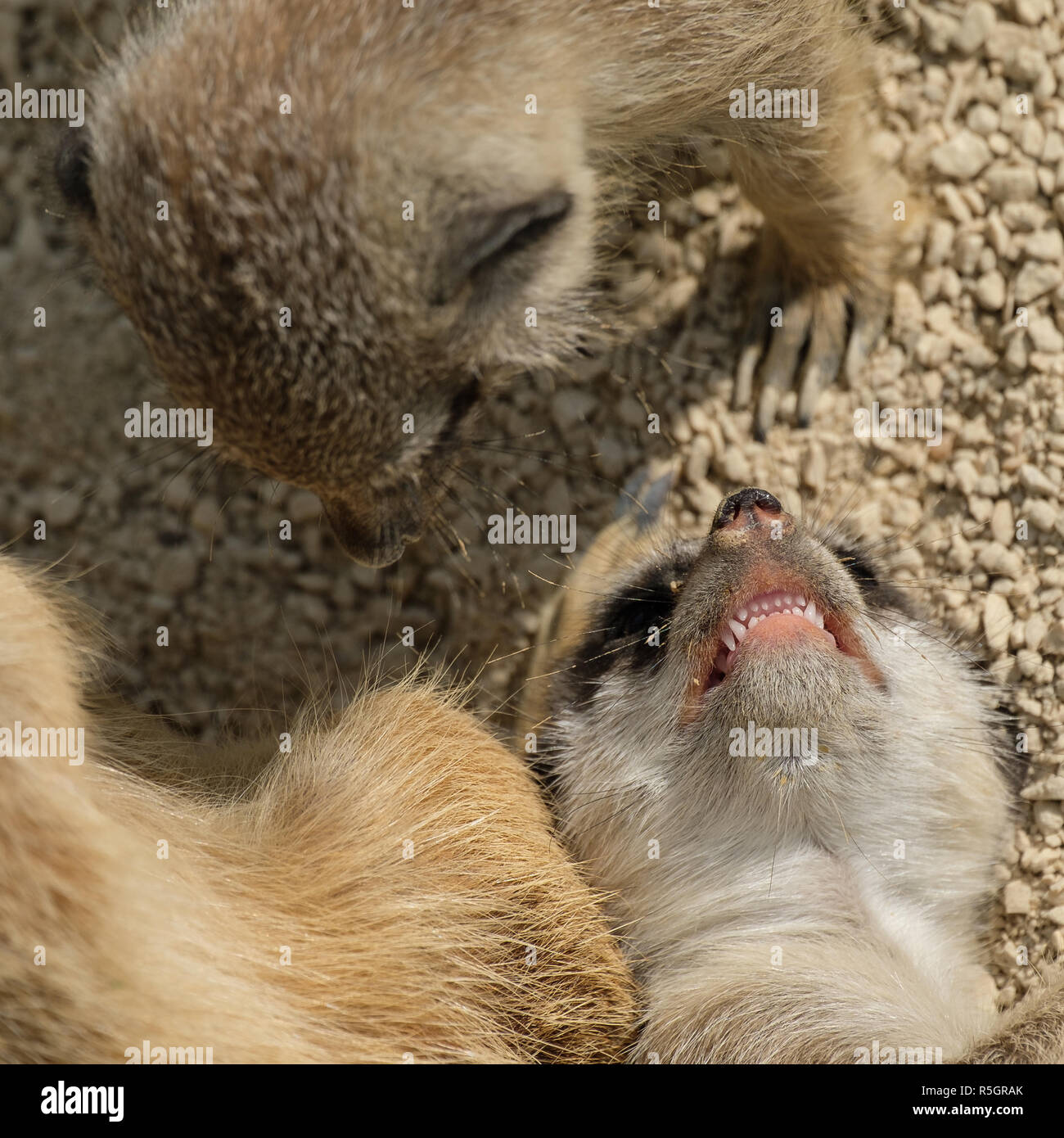 meerkat child shows mother's teeth Stock Photo - Alamy