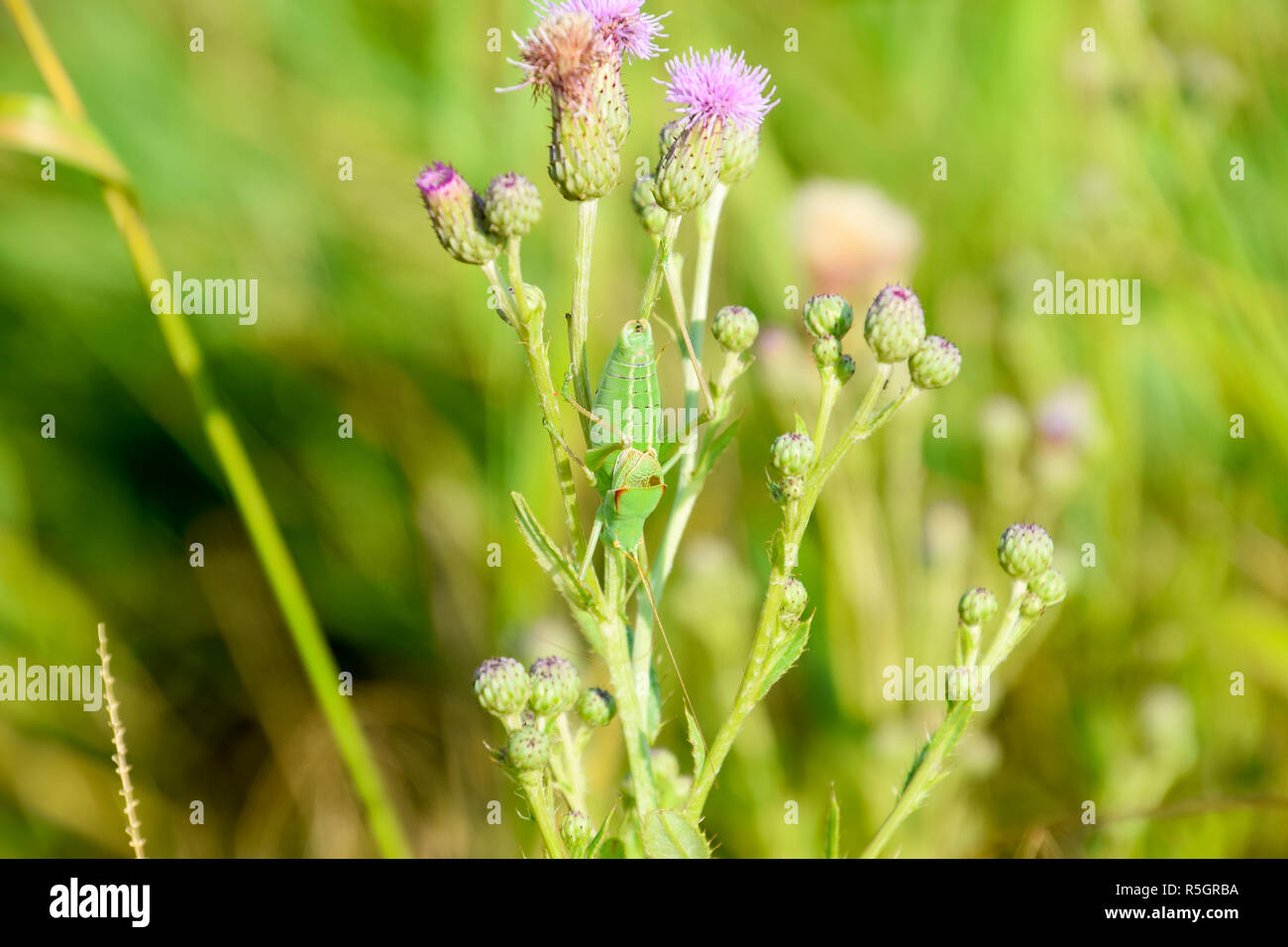 Wingless cricket hi-res stock photography and images - Alamy