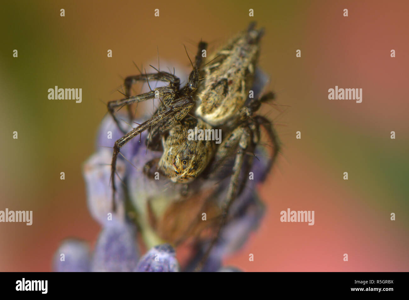 hunt spider waiting for prey Stock Photo - Alamy