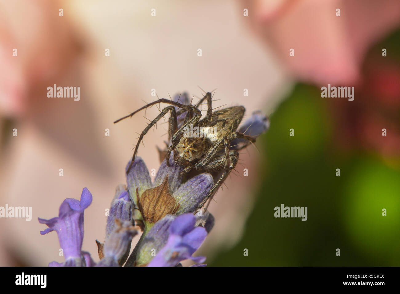 hunt spider waiting for prey Stock Photo - Alamy