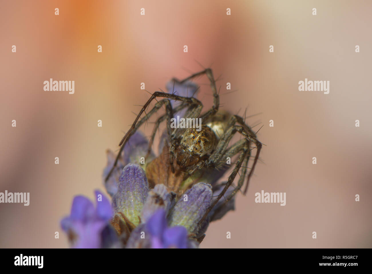 hunt spider waiting for prey Stock Photo - Alamy