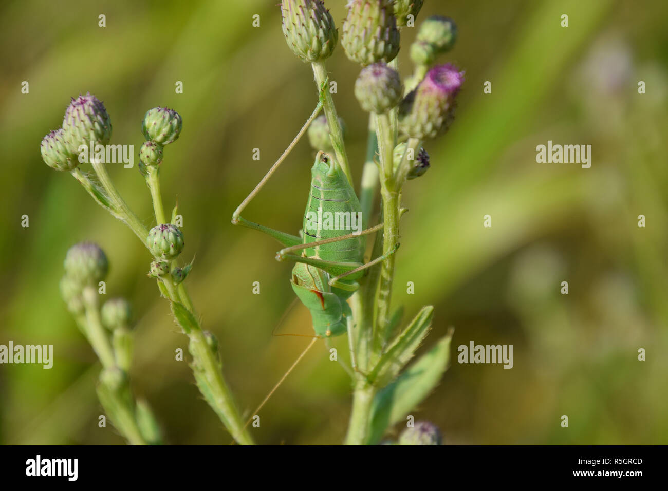 Isophya on the stems of the tubercle. Wingless grasshopper Isoph Stock ...