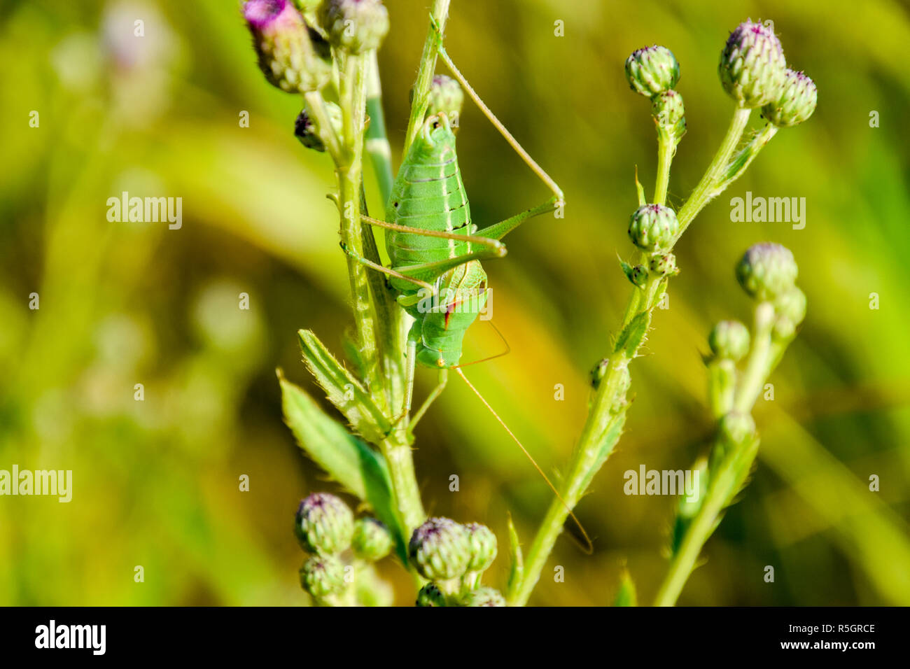 Isophya on the stems of the tubercle. Wingless grasshopper Isoph Stock ...