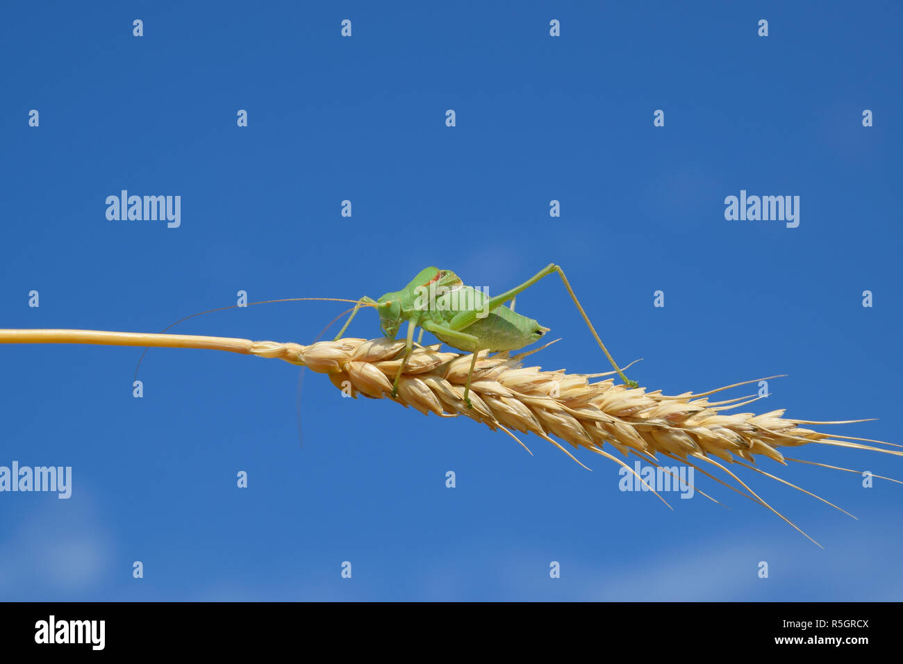 Isophya. Grasshopper is an isophy on a wheat spikelet. Isophya a Stock ...