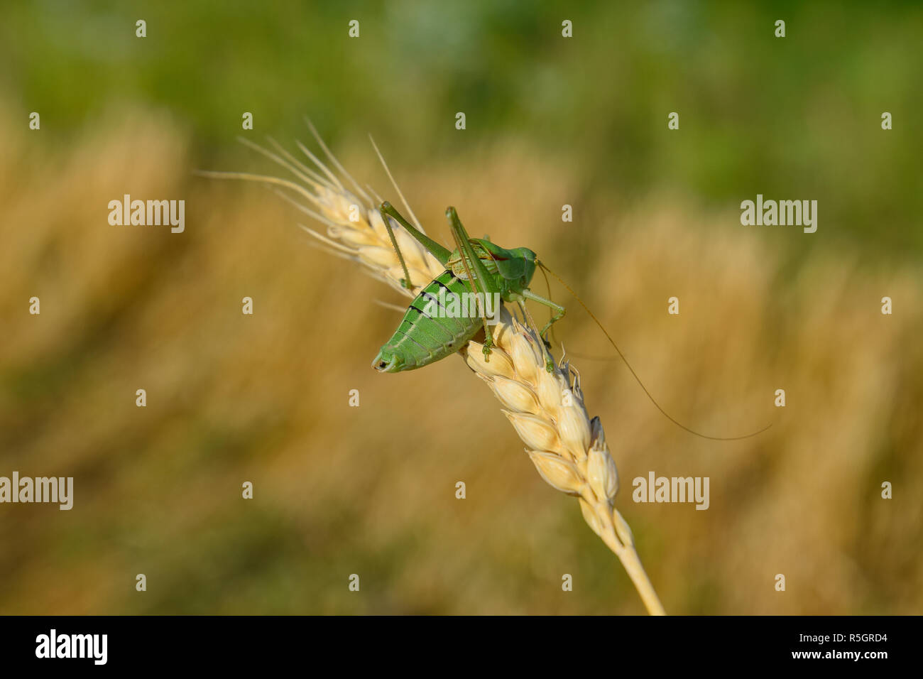 Isophya. Grasshopper is an isophy on a wheat spikelet Stock Photo - Alamy