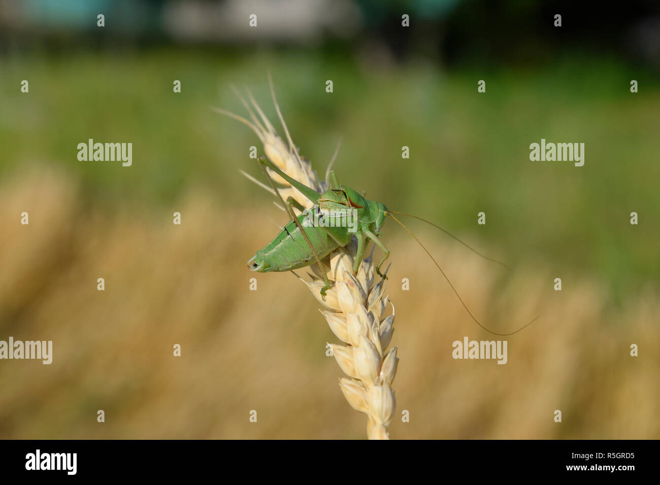 Isophya. Grasshopper is an isophy on a wheat spikelet Stock Photo - Alamy