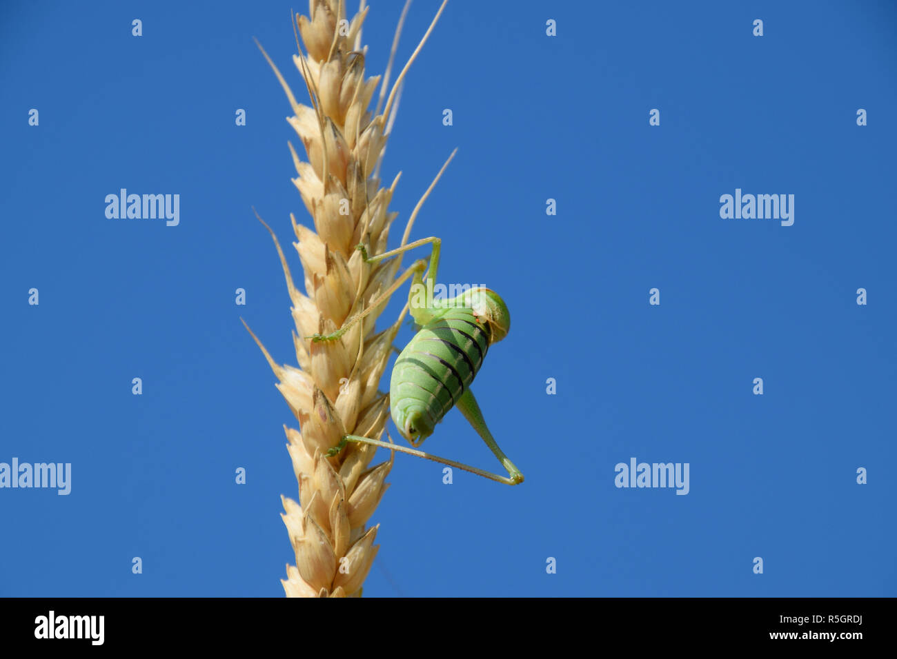 Isophya. Grasshopper is an isophy on a wheat spikelet. Isophya a Stock ...