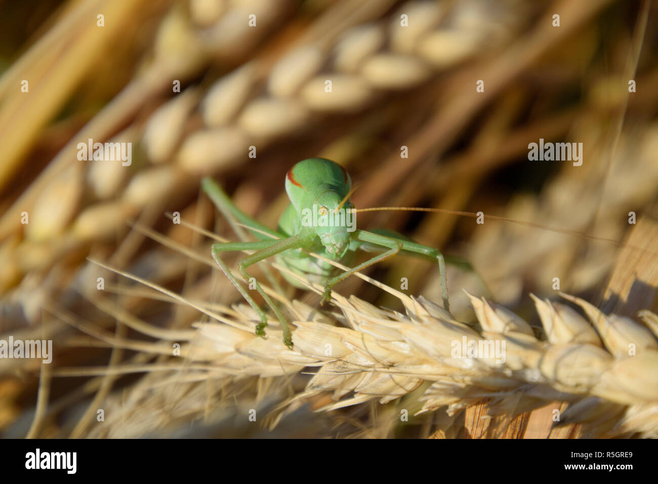 Isophya. Grasshopper is an isophy on a wheat spikelet Stock Photo - Alamy