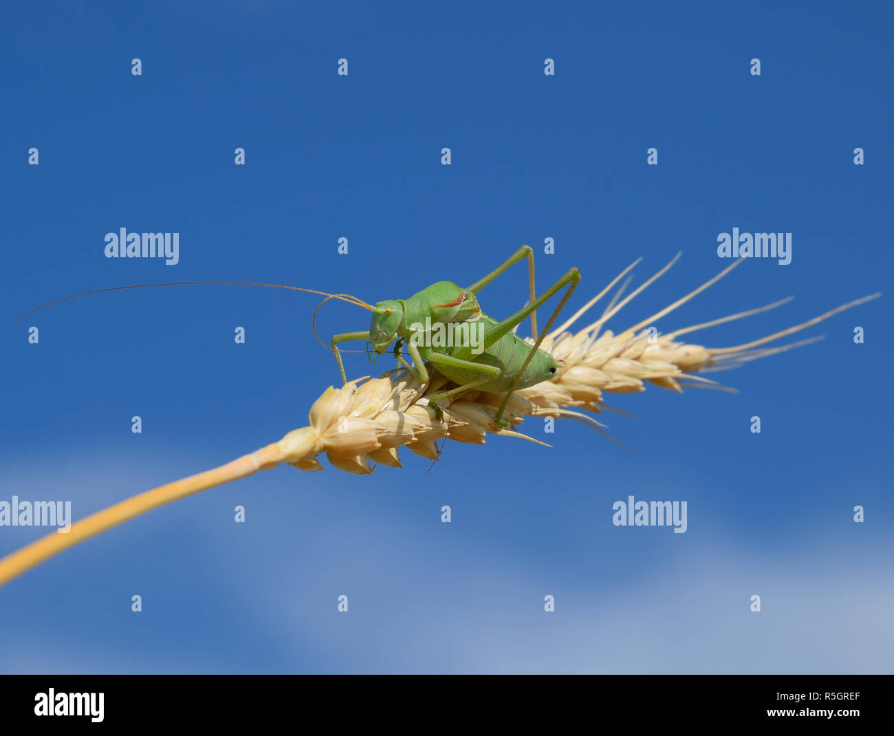 Isophya. Grasshopper is an isophy on a wheat spikelet. Isophya a Stock ...
