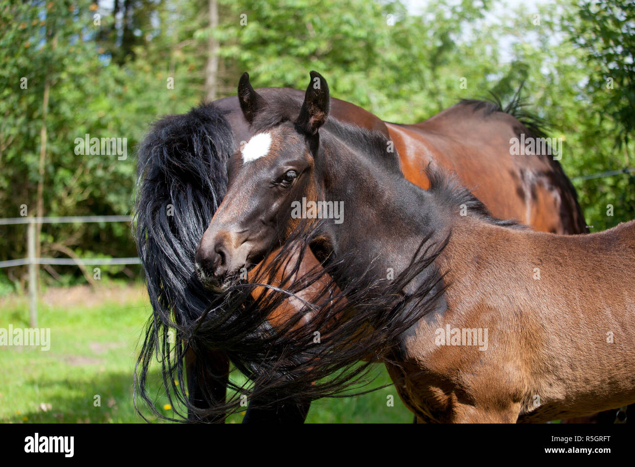 mare flying foal Stock Photo - Alamy