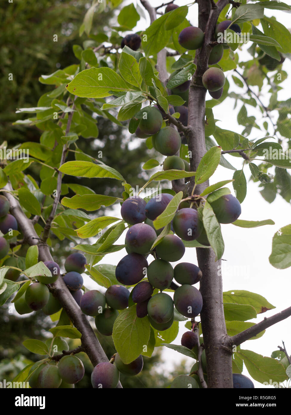 plums growing on a tree branch outside Stock Photo - Alamy