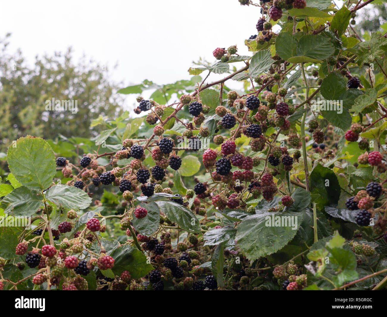red and black berries growing on shrub outside Stock Photo - Alamy