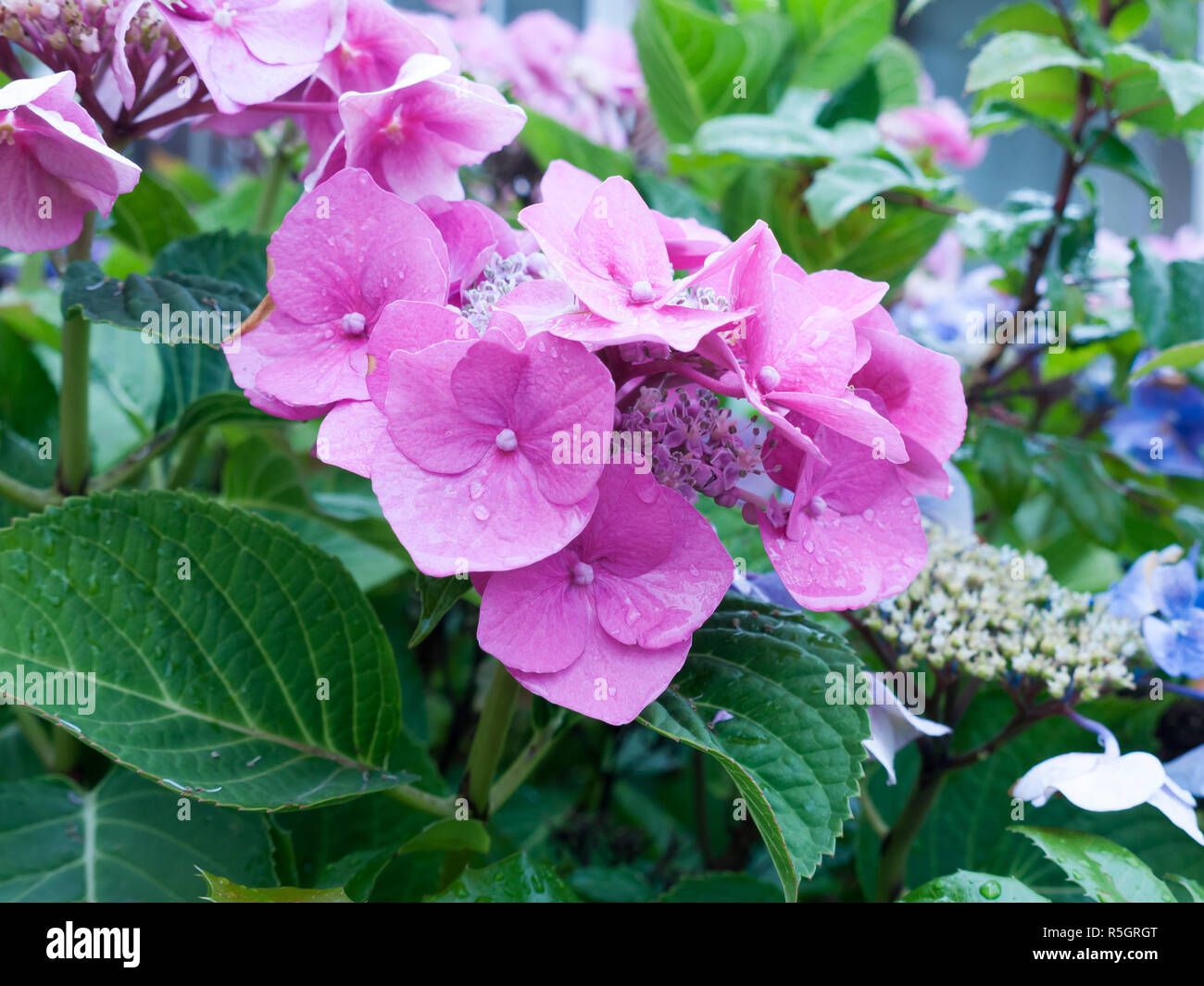 growing pink hydrangea outside in front garden on shrub close up Stock ...